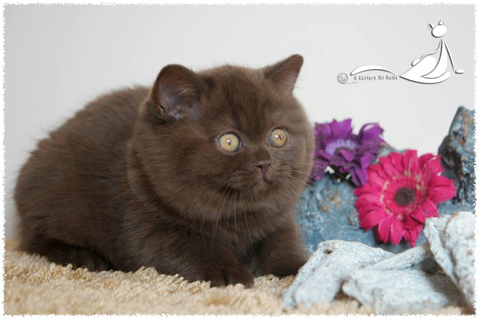 About Rejinald Cattery – Rejinald Cattery