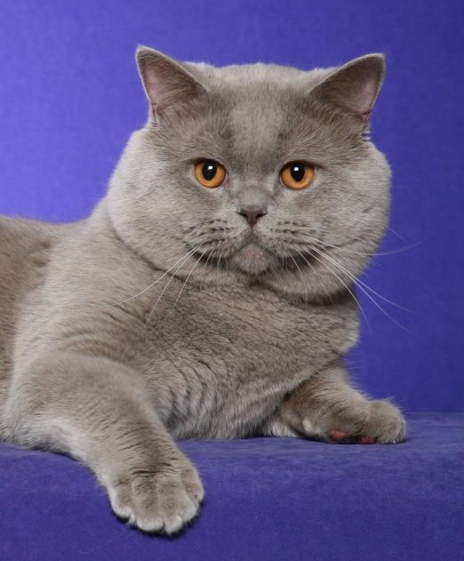 About Rejinald Cattery – Rejinald Cattery