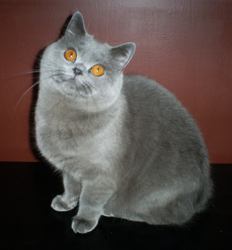 Colors We Breed – Rejinald Cattery