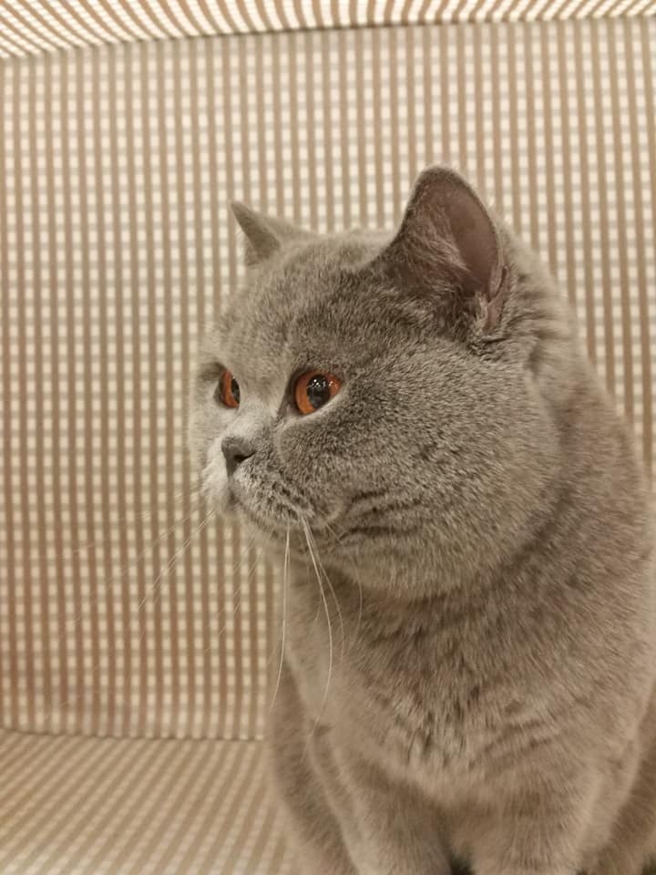 Show News – Rejinald Cattery