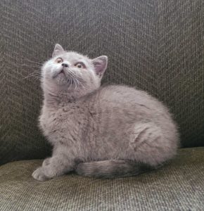 Available kittens – Rejinald Cattery
