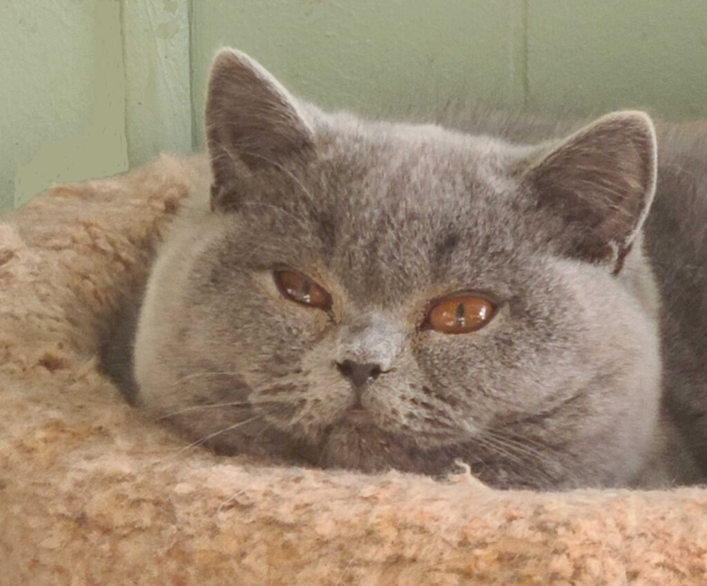 Available kittens – Rejinald Cattery