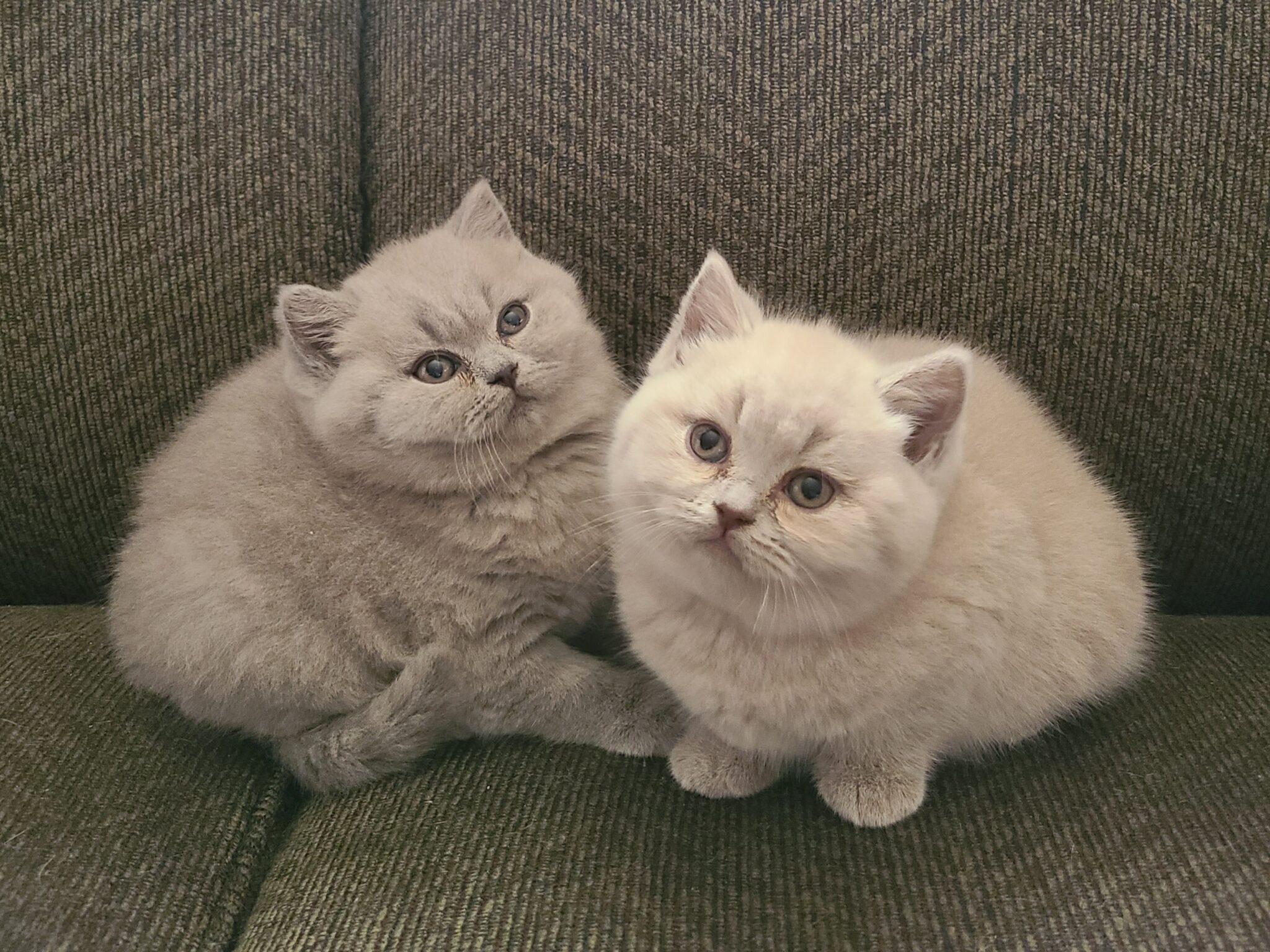 Available kittens – Rejinald Cattery
