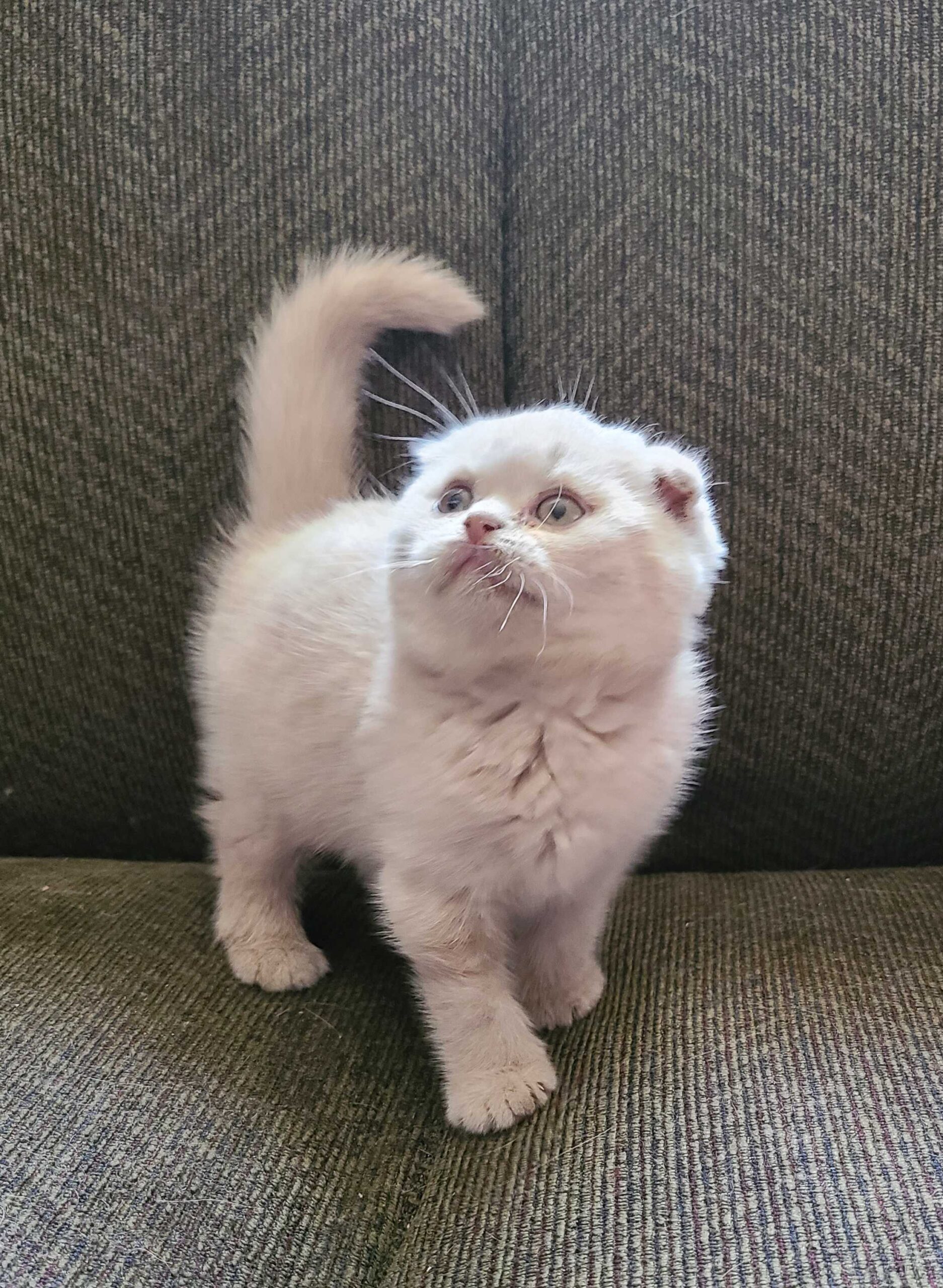Available kittens – Rejinald Cattery