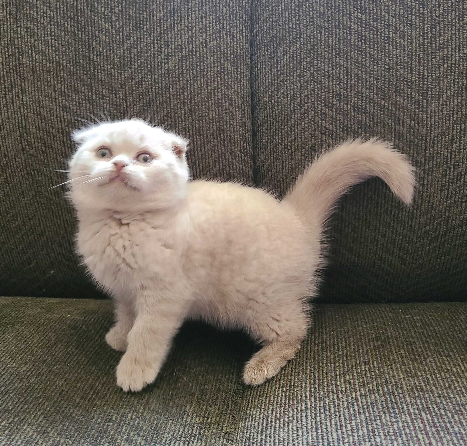 Available kittens – Rejinald Cattery