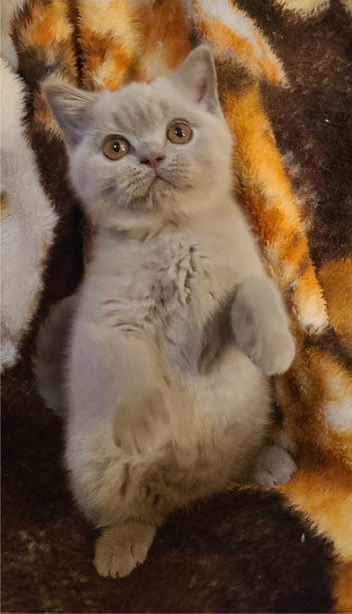 Available kittens – Rejinald Cattery