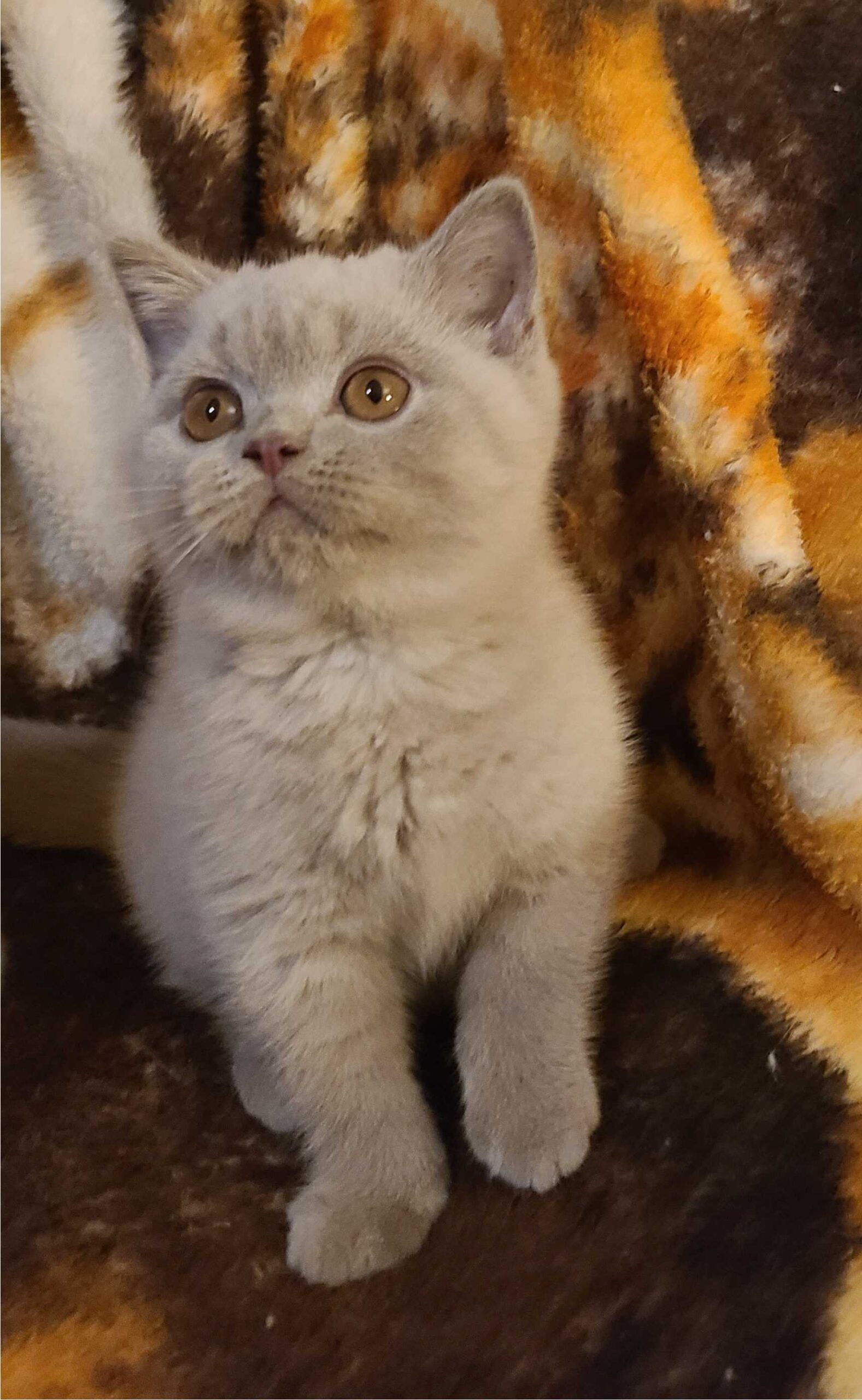 Available kittens – Rejinald Cattery