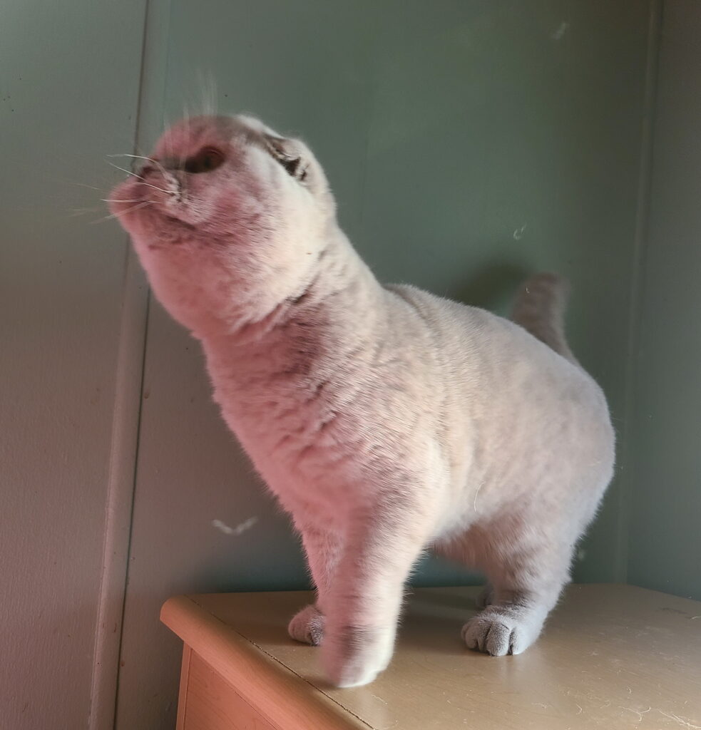 Available kittens – Rejinald Cattery