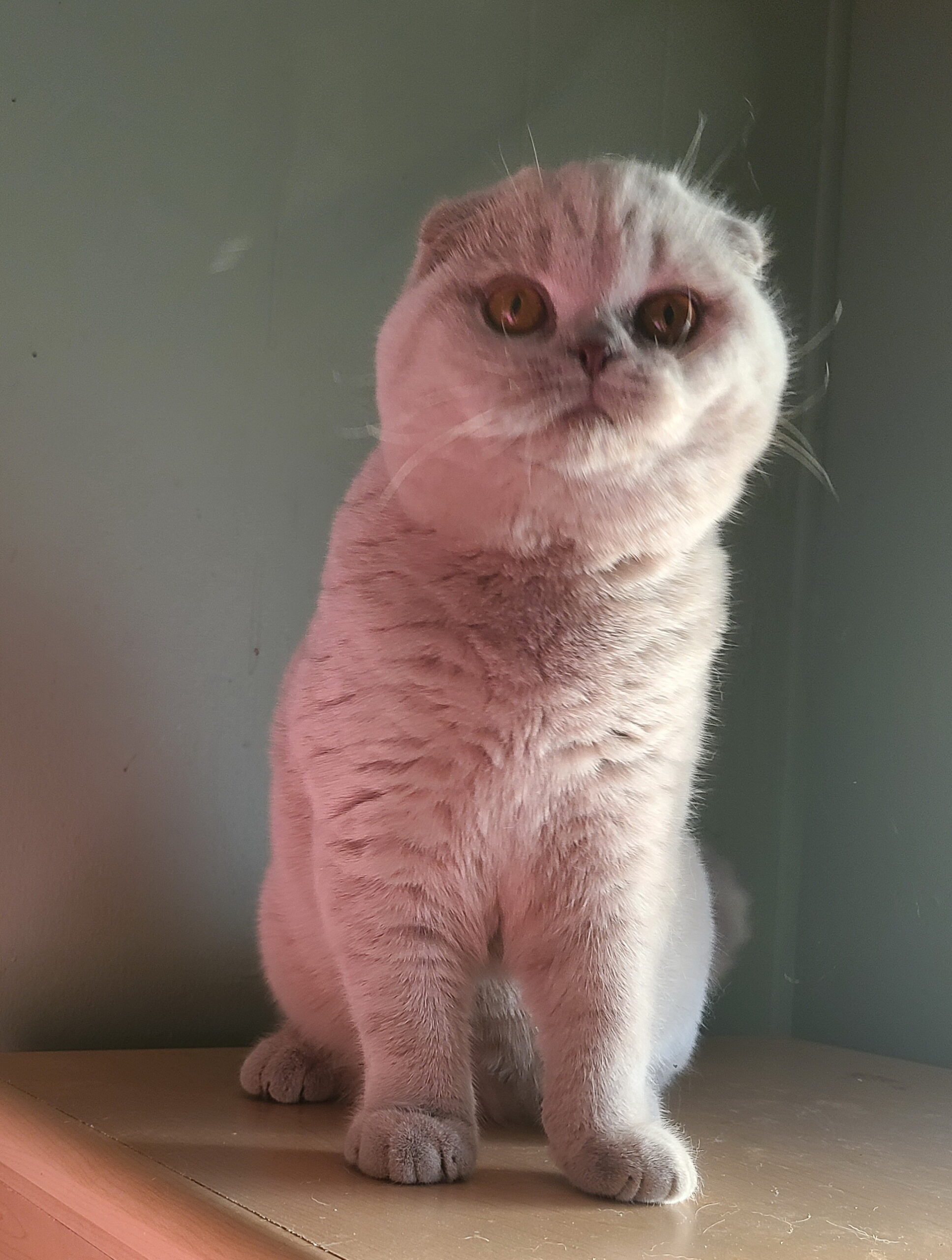 Available kittens – Rejinald Cattery