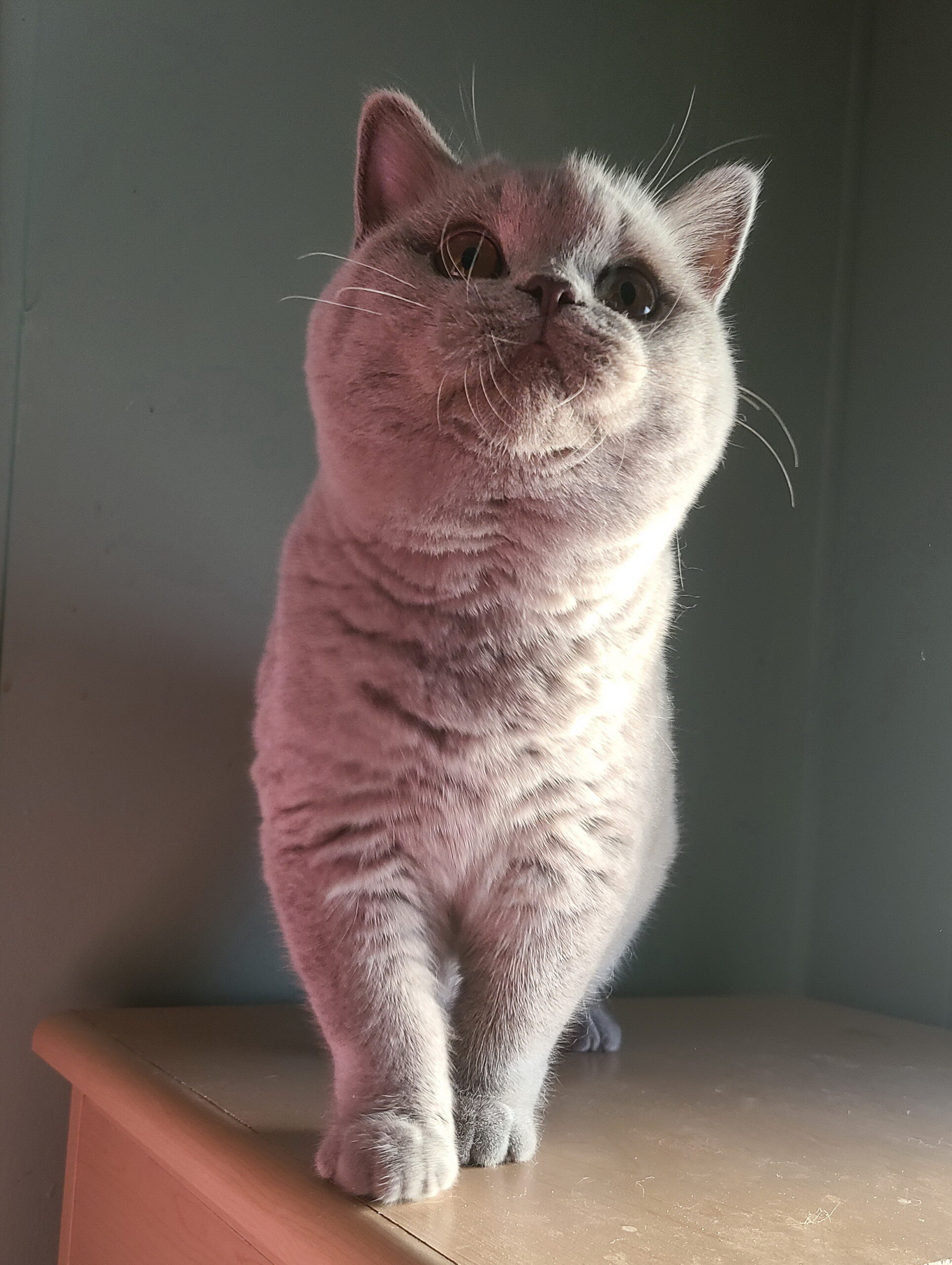 Available kittens – Rejinald Cattery