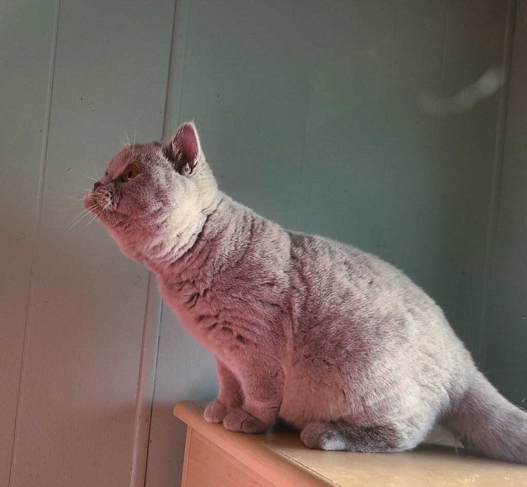 Available kittens – Rejinald Cattery
