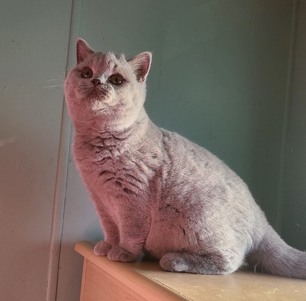 Available kittens – Rejinald Cattery