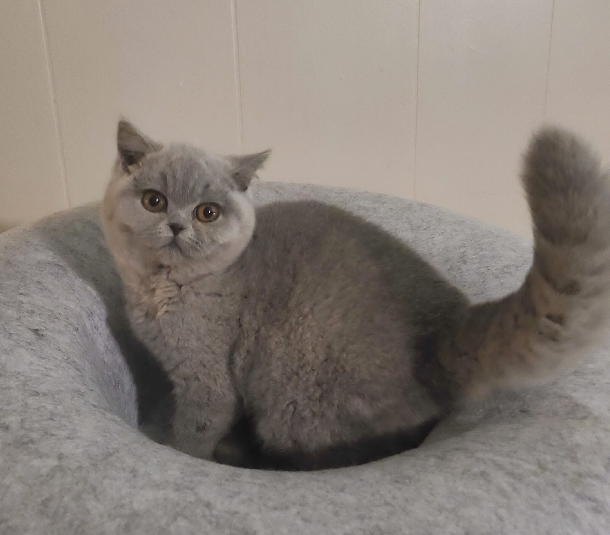 Available kittens – Rejinald Cattery