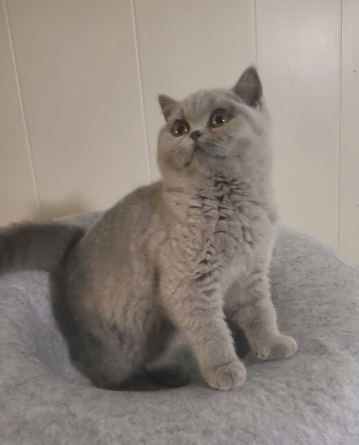 Available kittens – Rejinald Cattery