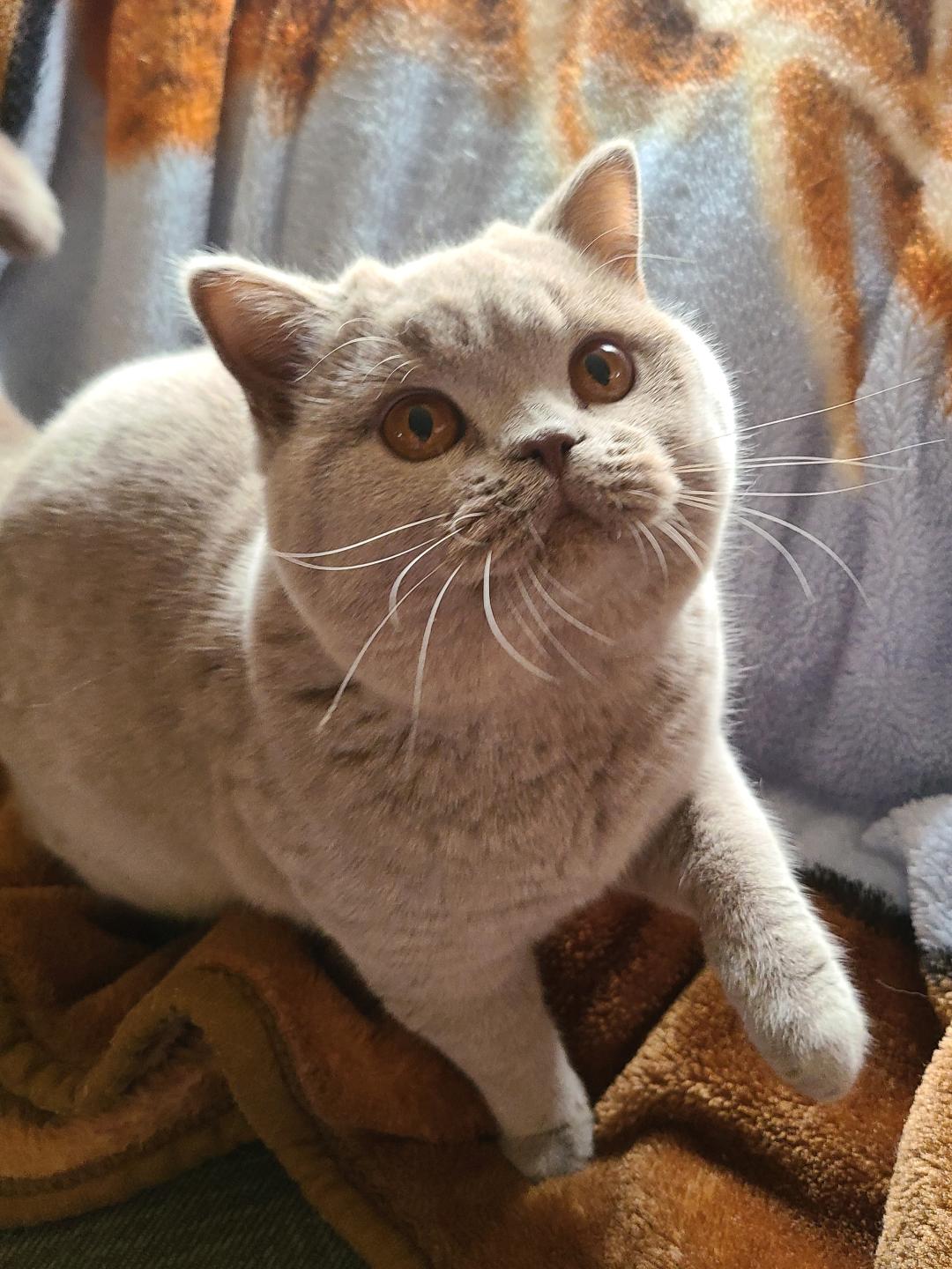 Available kittens – Rejinald Cattery