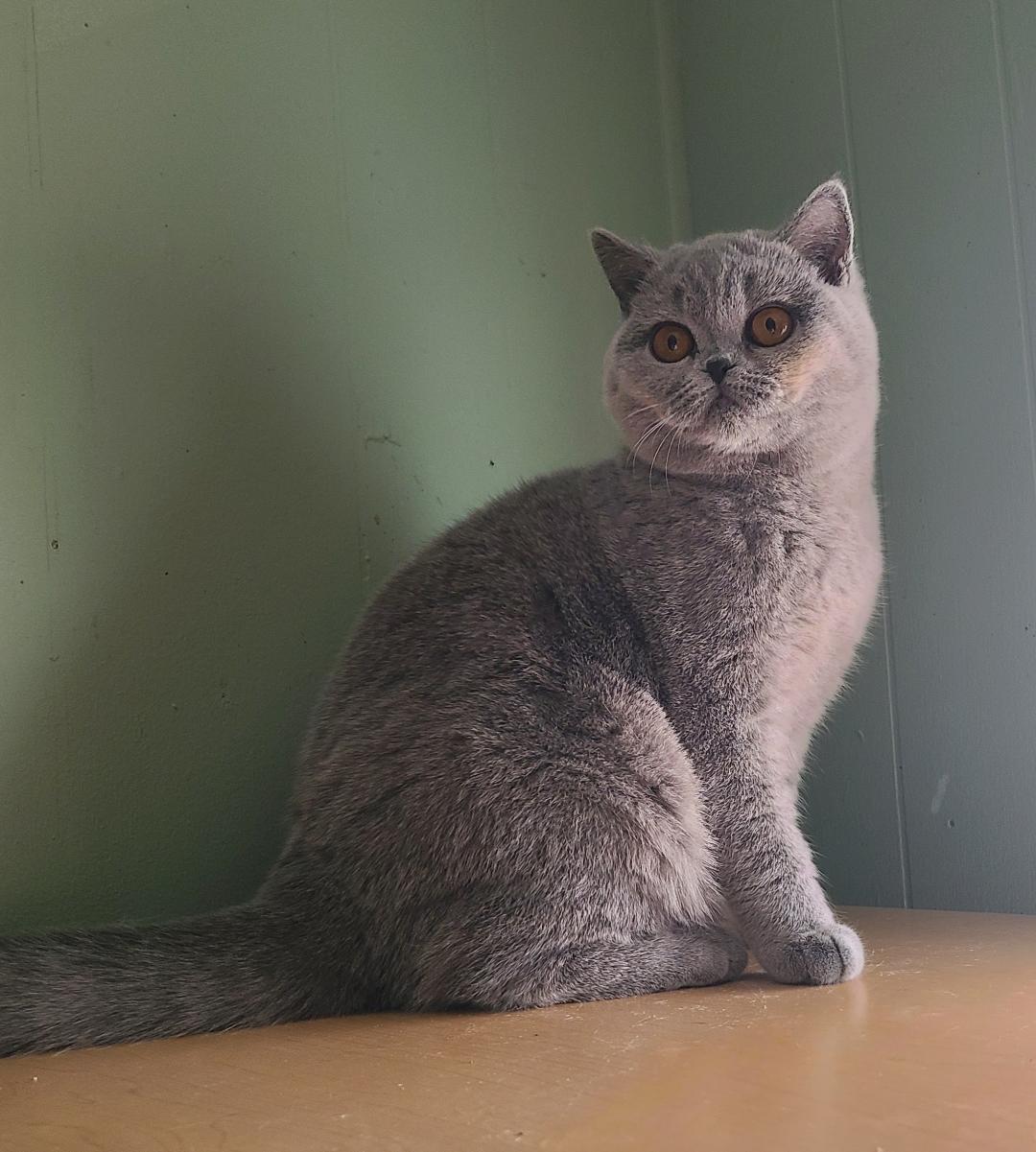 Available kittens – Rejinald Cattery