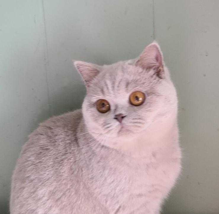 Available kittens – Rejinald Cattery
