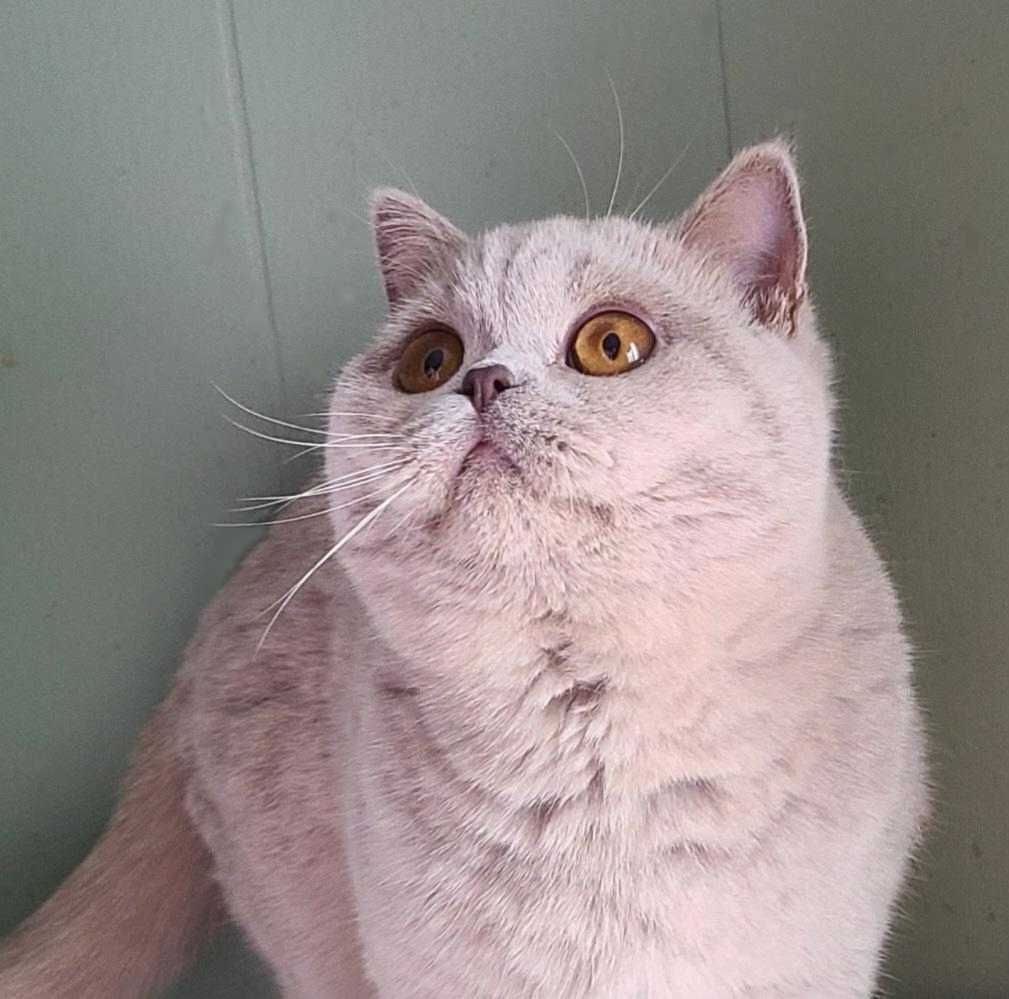 Available kittens – Rejinald Cattery