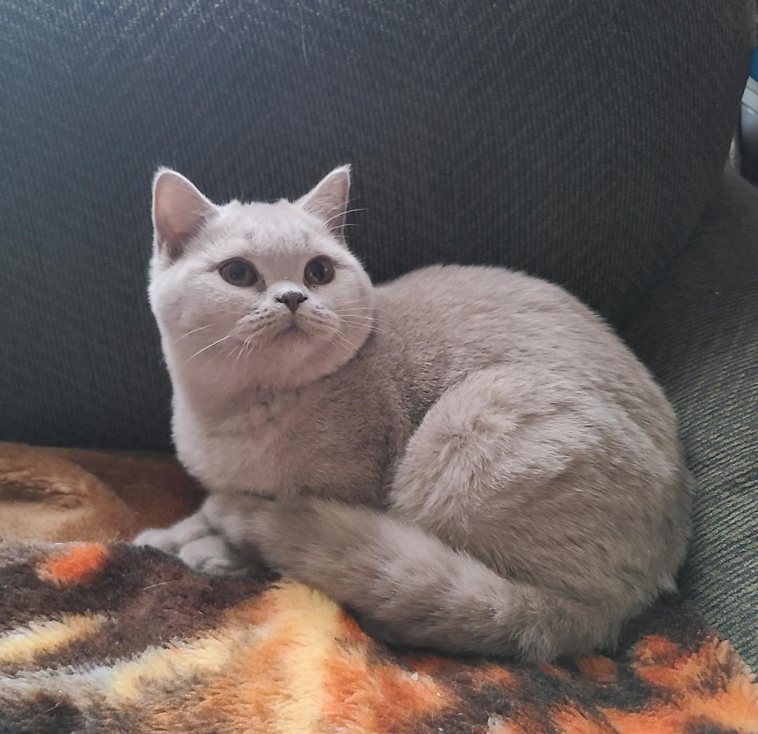 Available kittens – Rejinald Cattery