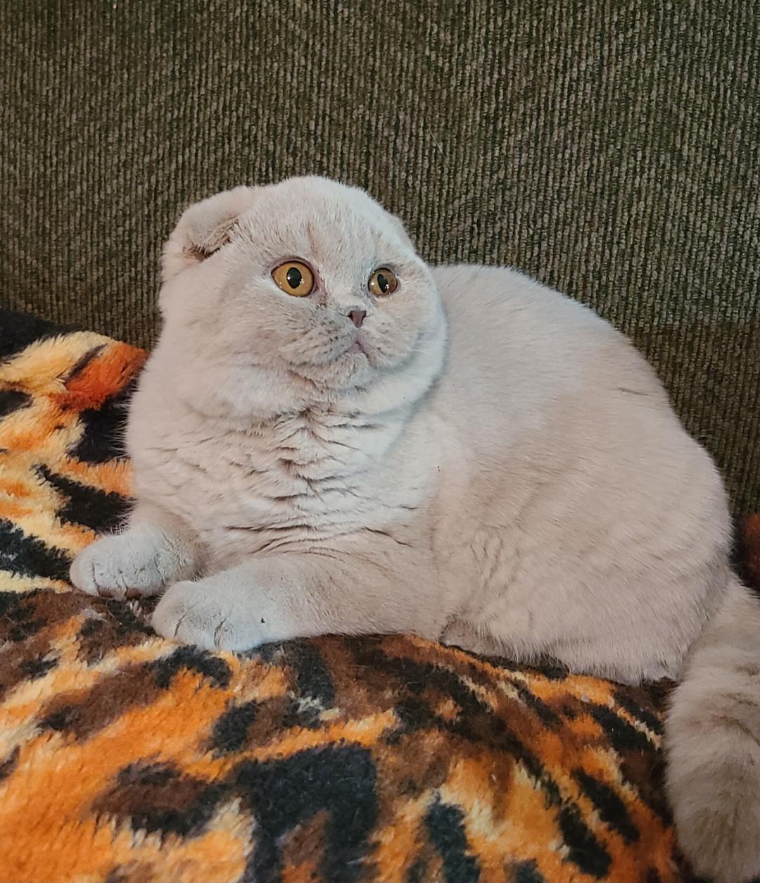 Available kittens – Rejinald Cattery