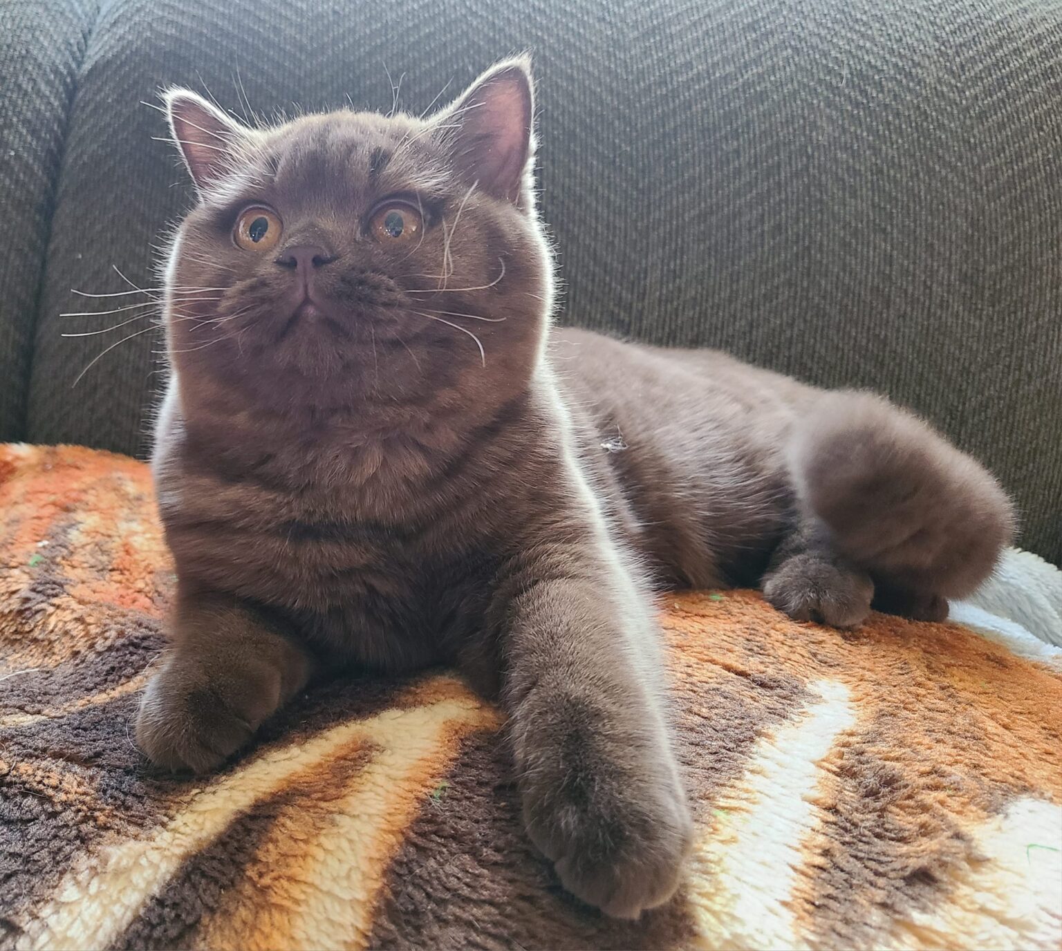 Available kittens – Rejinald Cattery