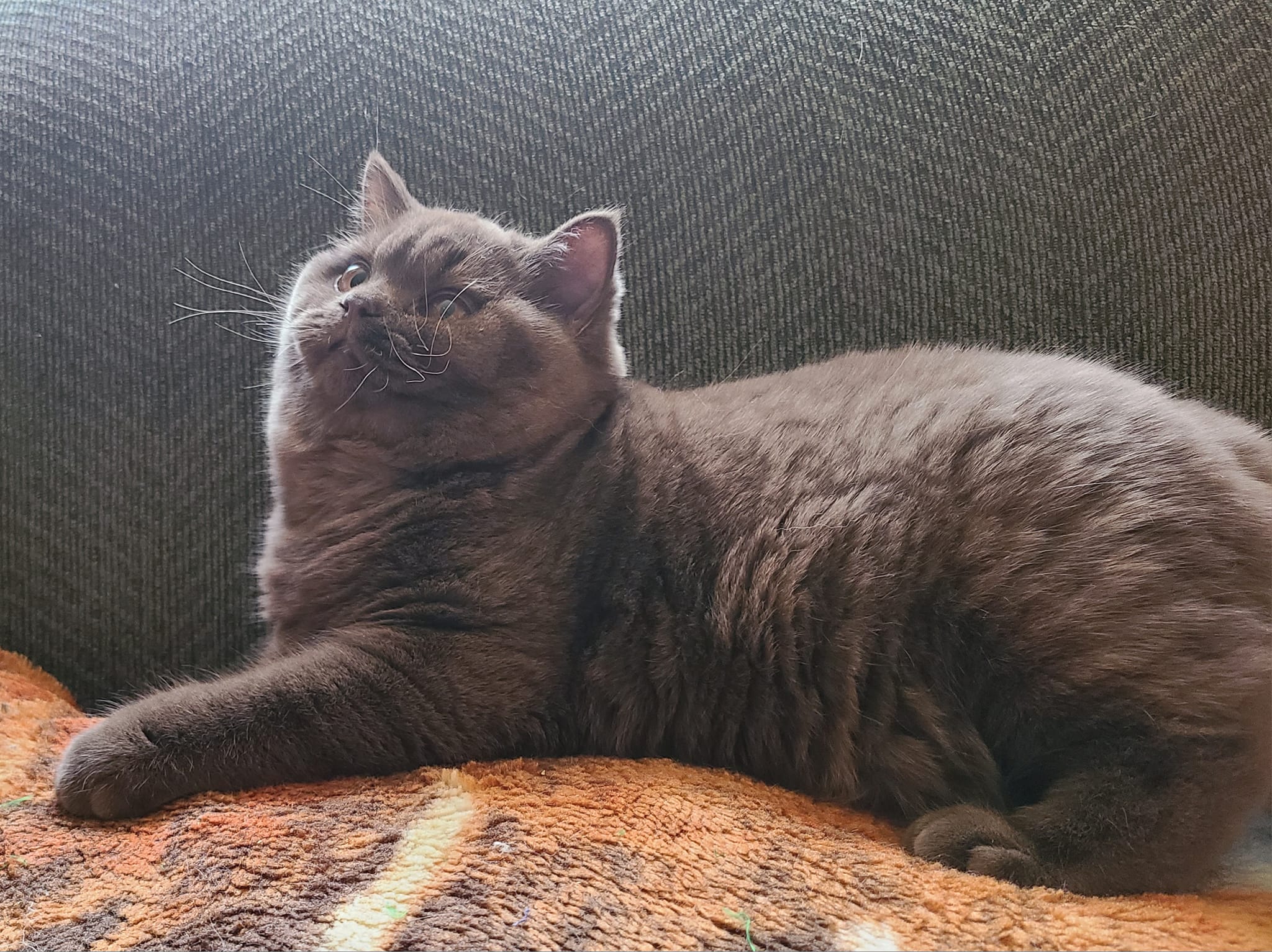 Available kittens – Rejinald Cattery