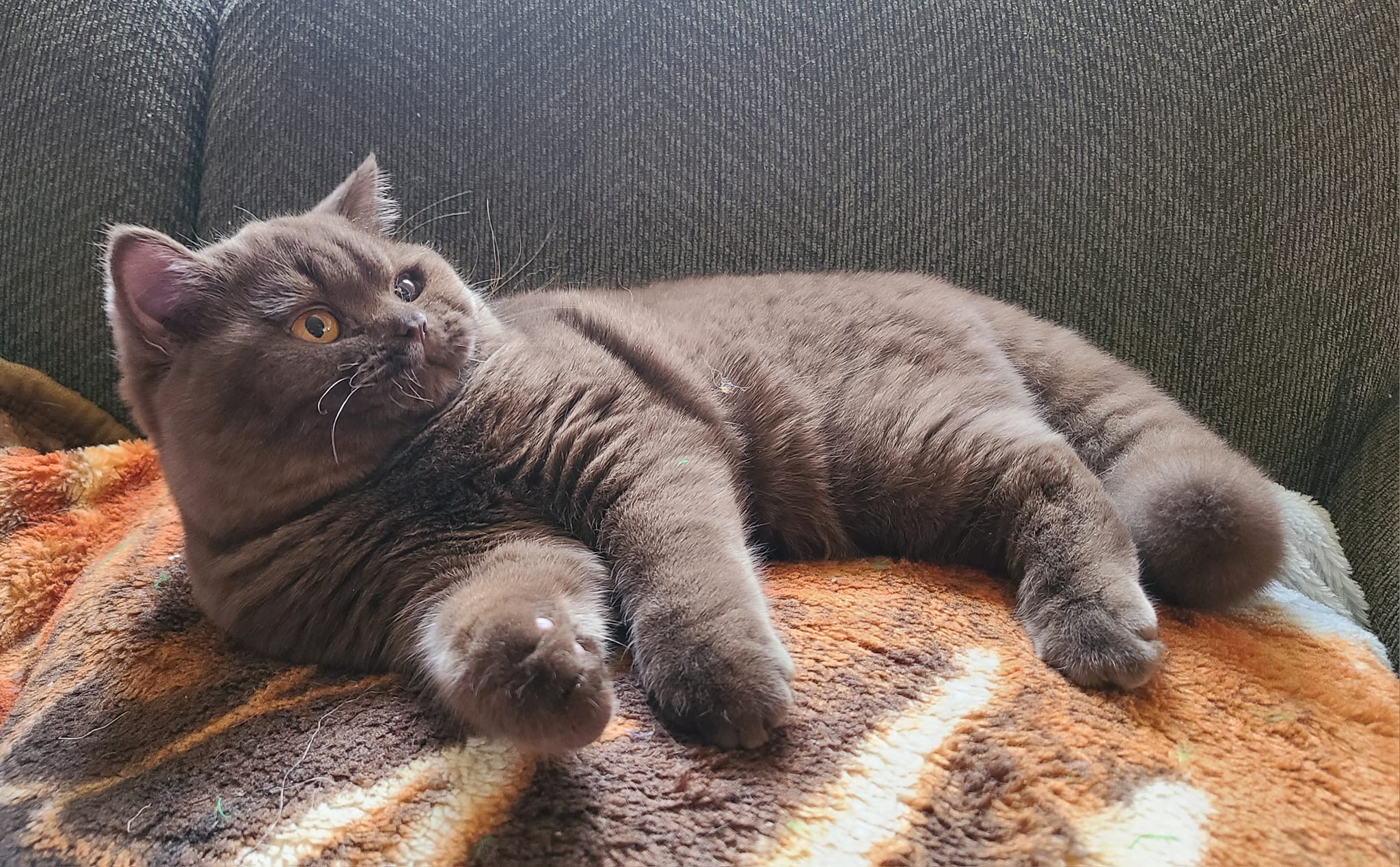 Available kittens – Rejinald Cattery