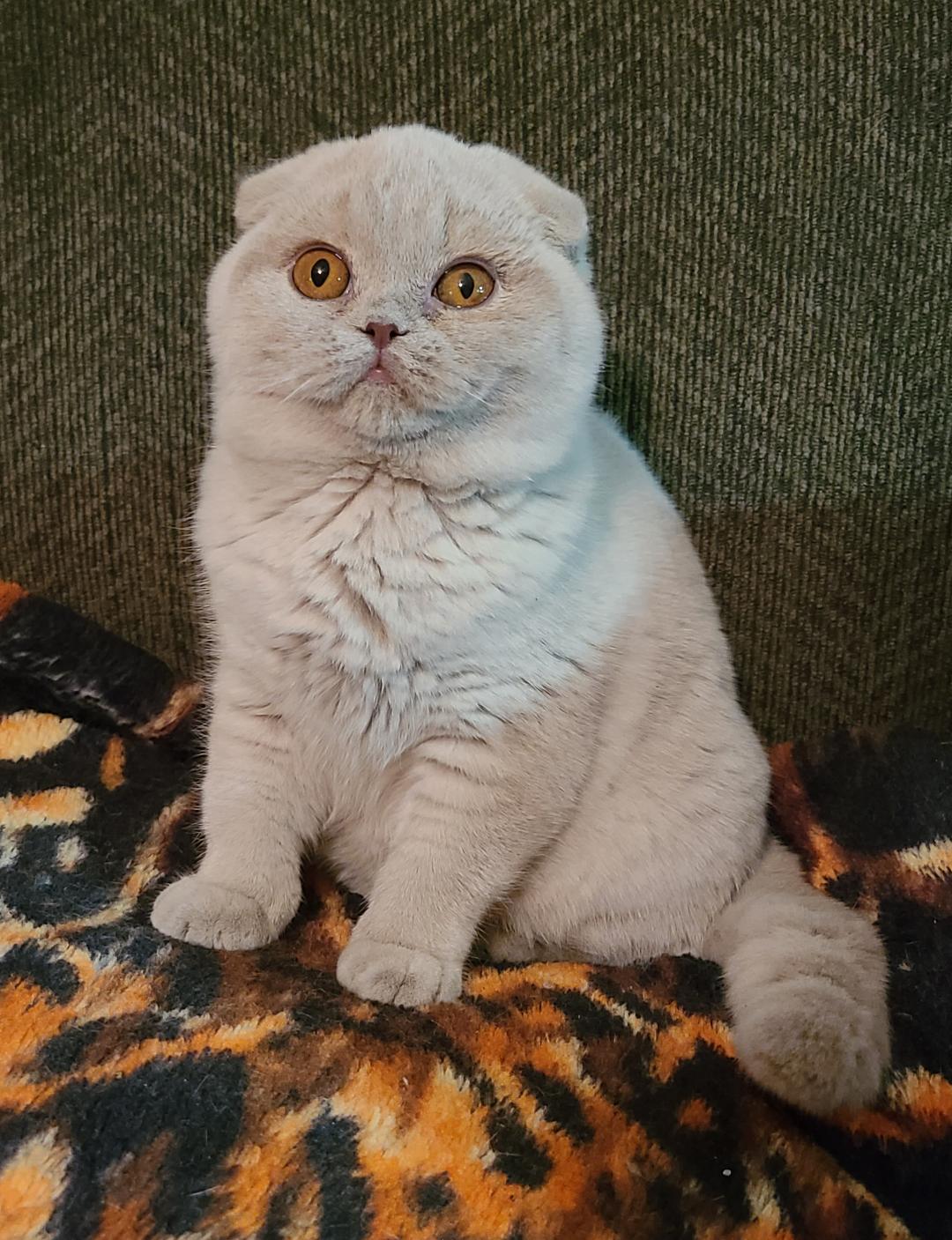 Available kittens – Rejinald Cattery