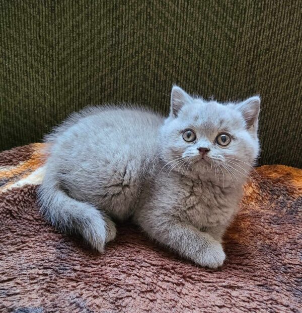 Available kittens – Rejinald Cattery