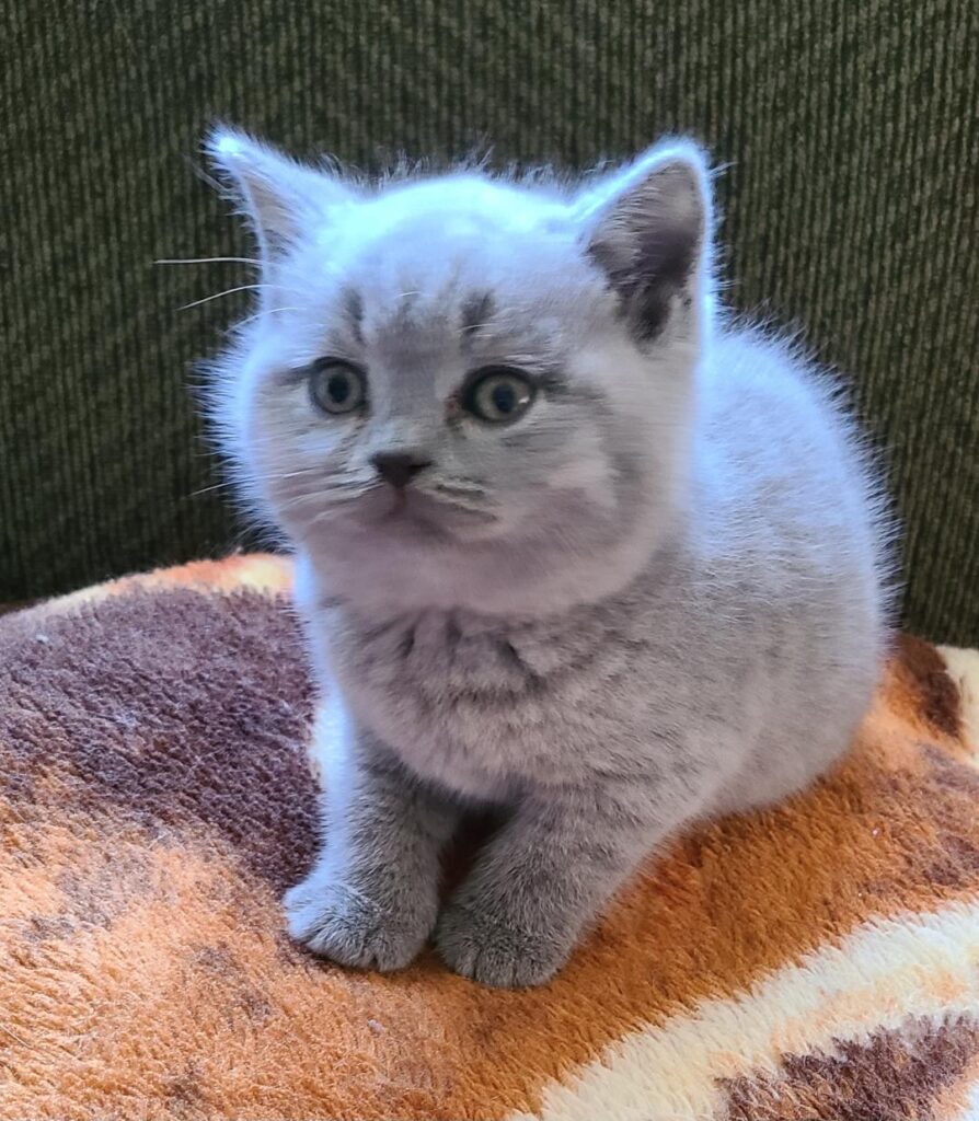 Available kittens – Rejinald Cattery