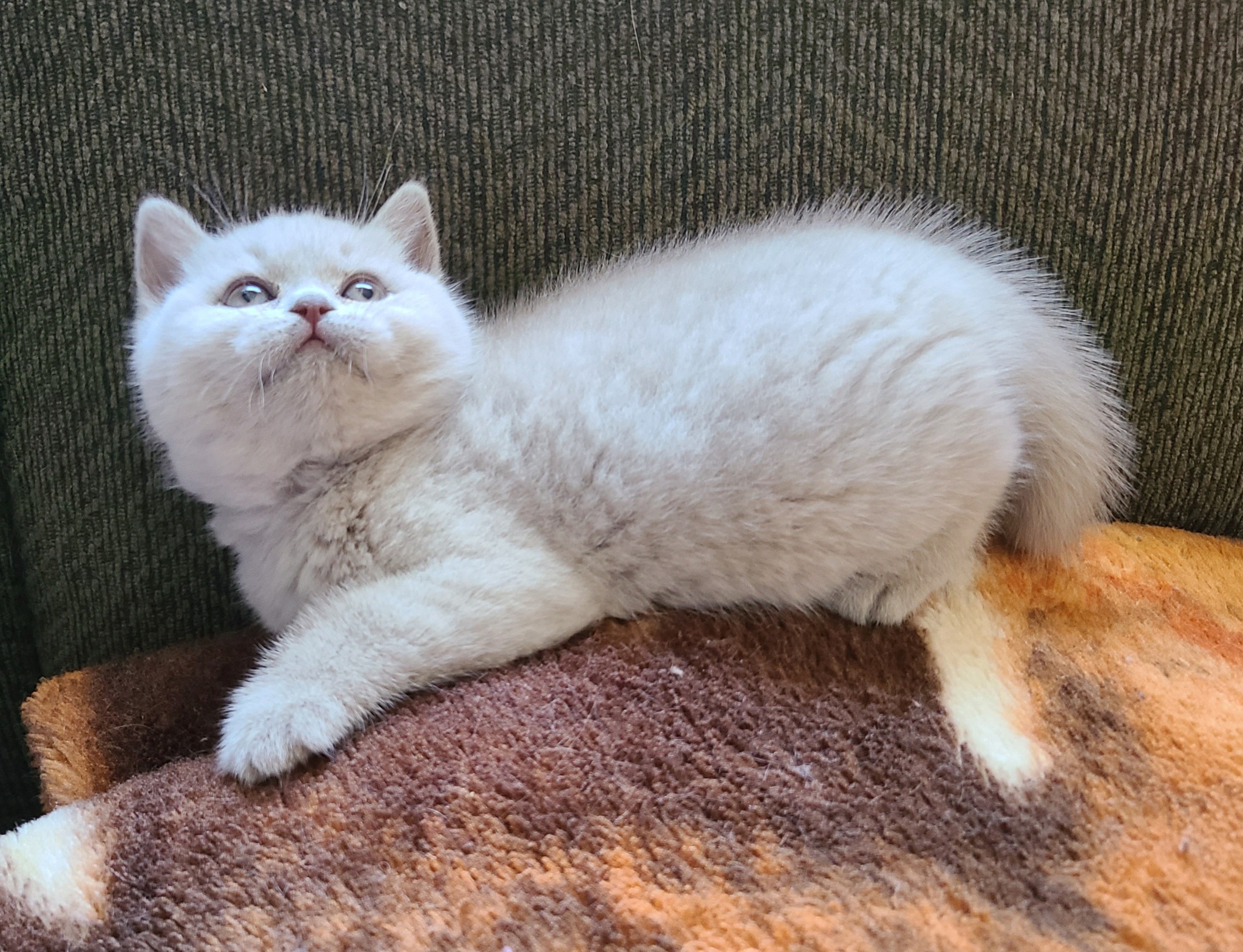 Available kittens – Rejinald Cattery