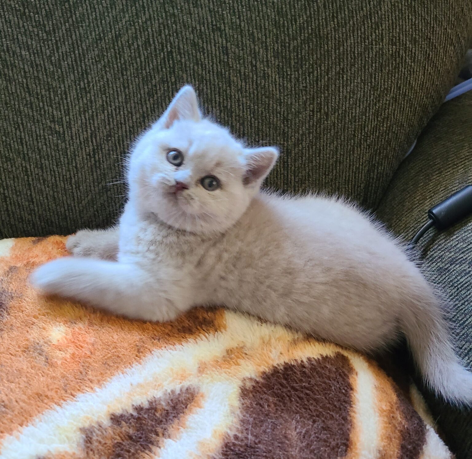 Available kittens – Rejinald Cattery
